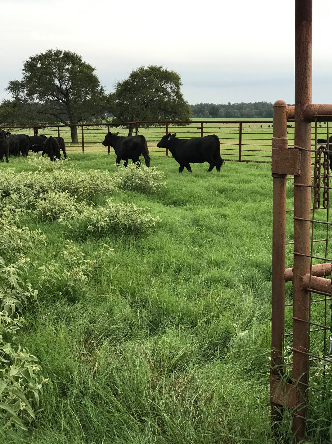 Our Beef – 7C Ranch