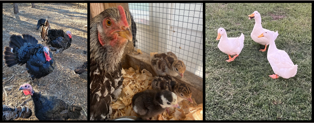 Our Ranch – 7C Ranch